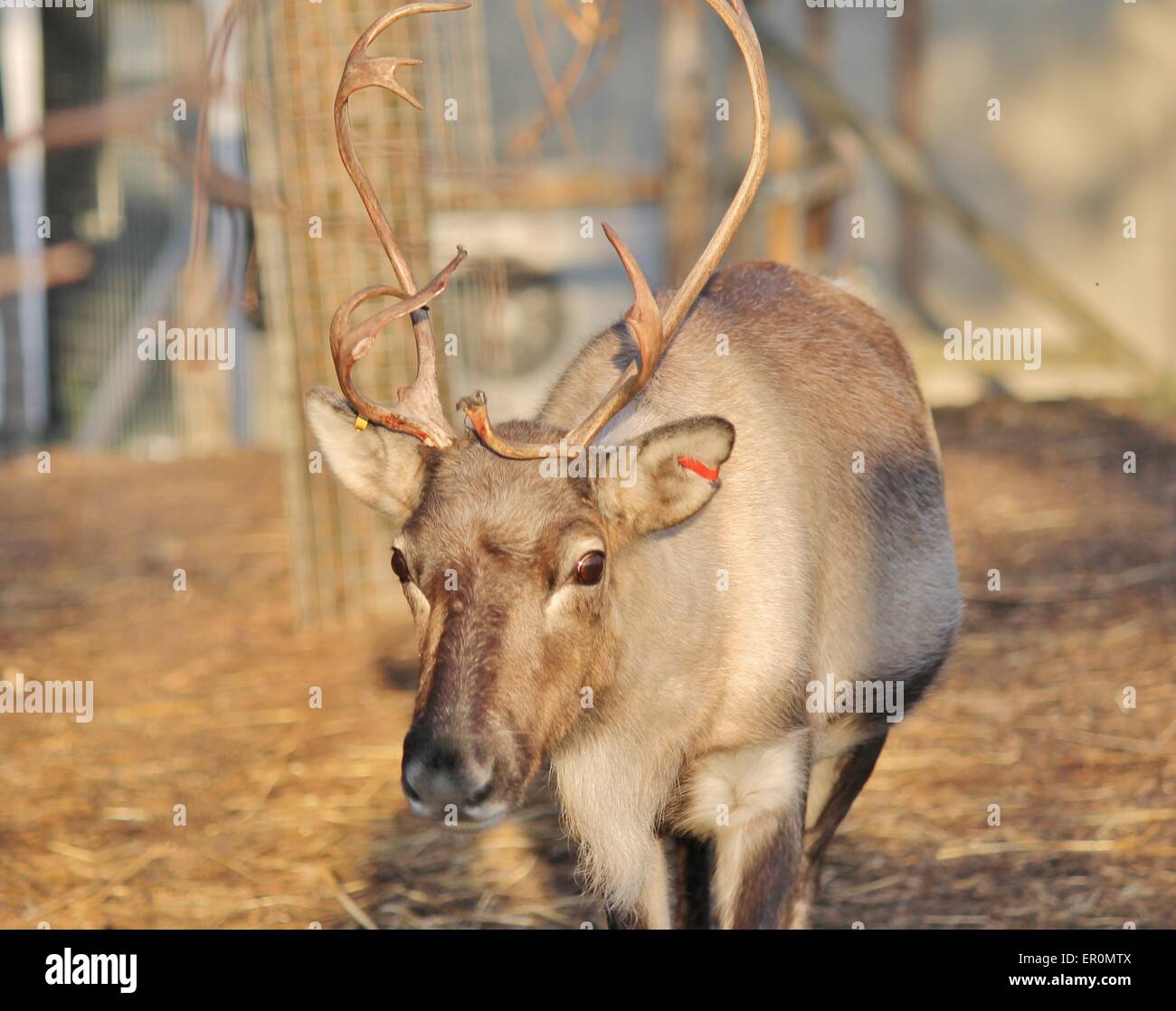 full grown shaggy Reindeer with antlers- reindeer, caribou, deer, male ...