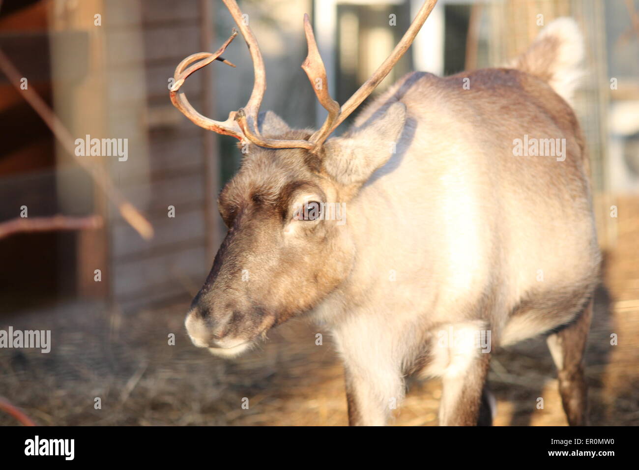 full grown shaggy Reindeer with antlers- reindeer, caribou, deer, male ...