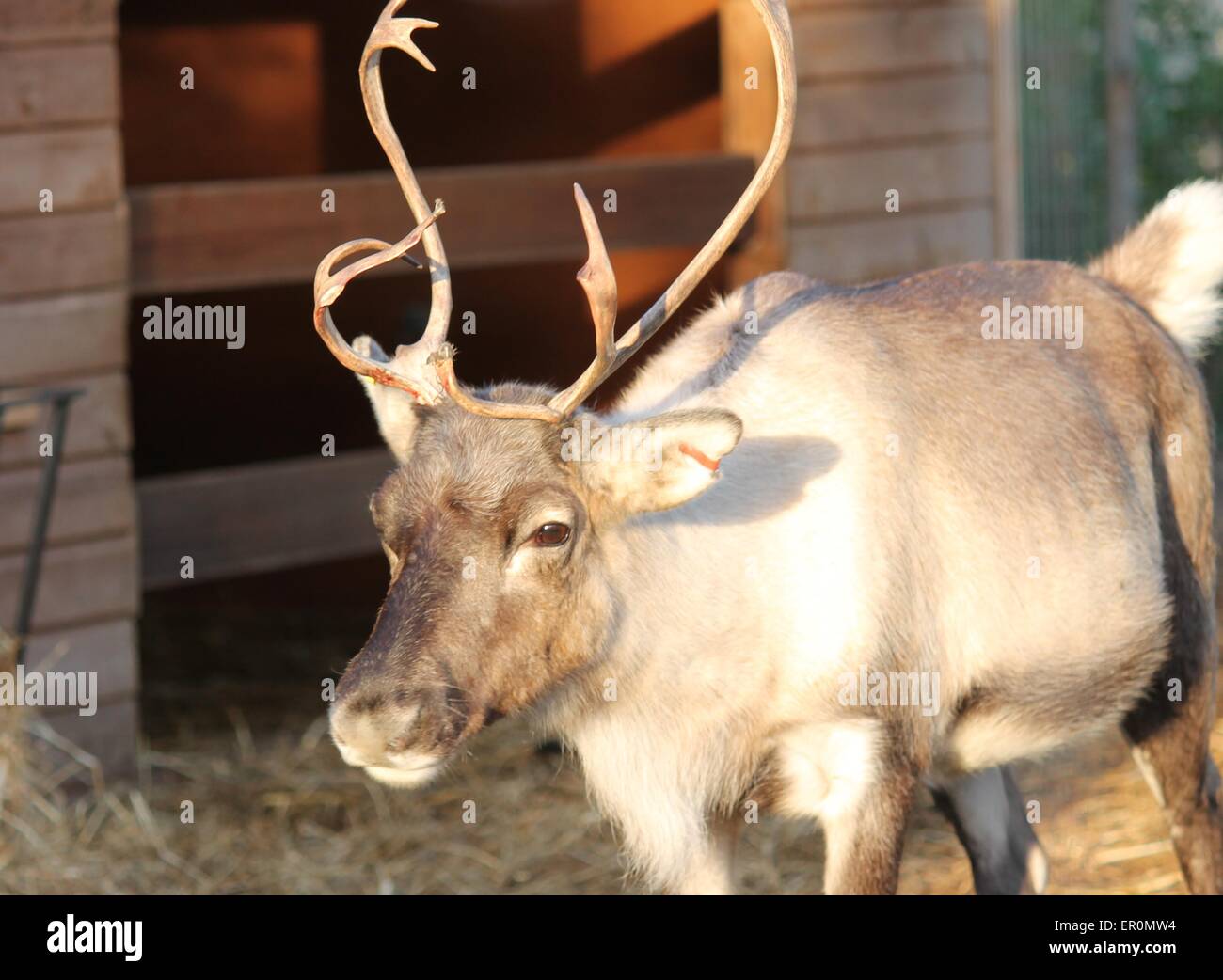 full grown shaggy Reindeer with antlers- reindeer, caribou, deer, male ...