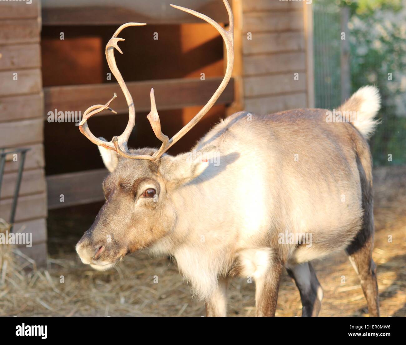 full grown shaggy Reindeer with antlers- reindeer, caribou, deer, male ...