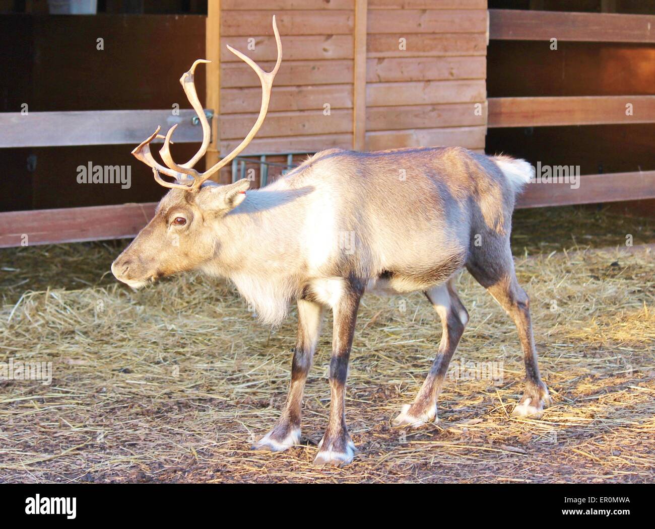 full grown shaggy Reindeer with antlers- reindeer, caribou, deer, male ...