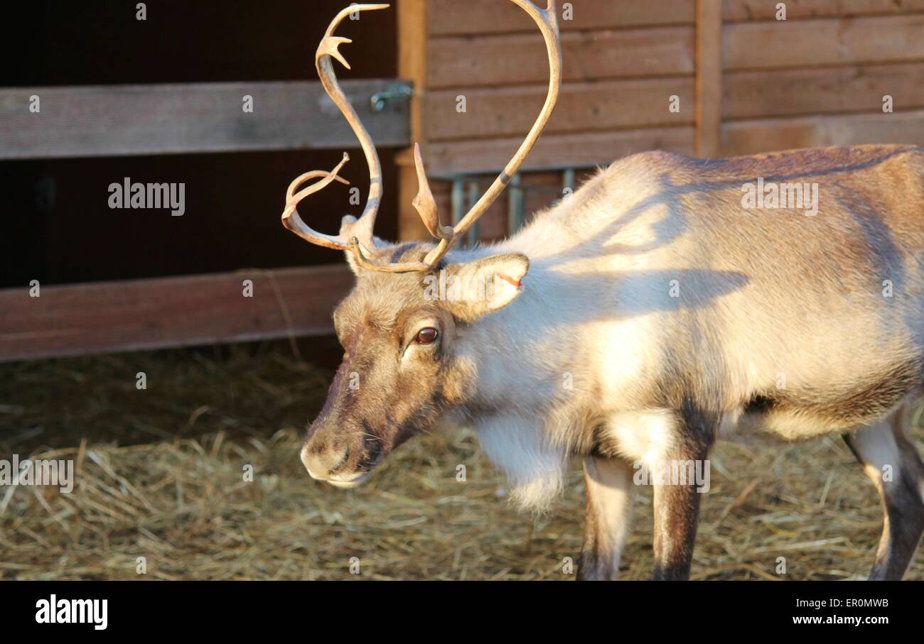 full grown shaggy Reindeer with antlers- reindeer, caribou, deer, male ...
