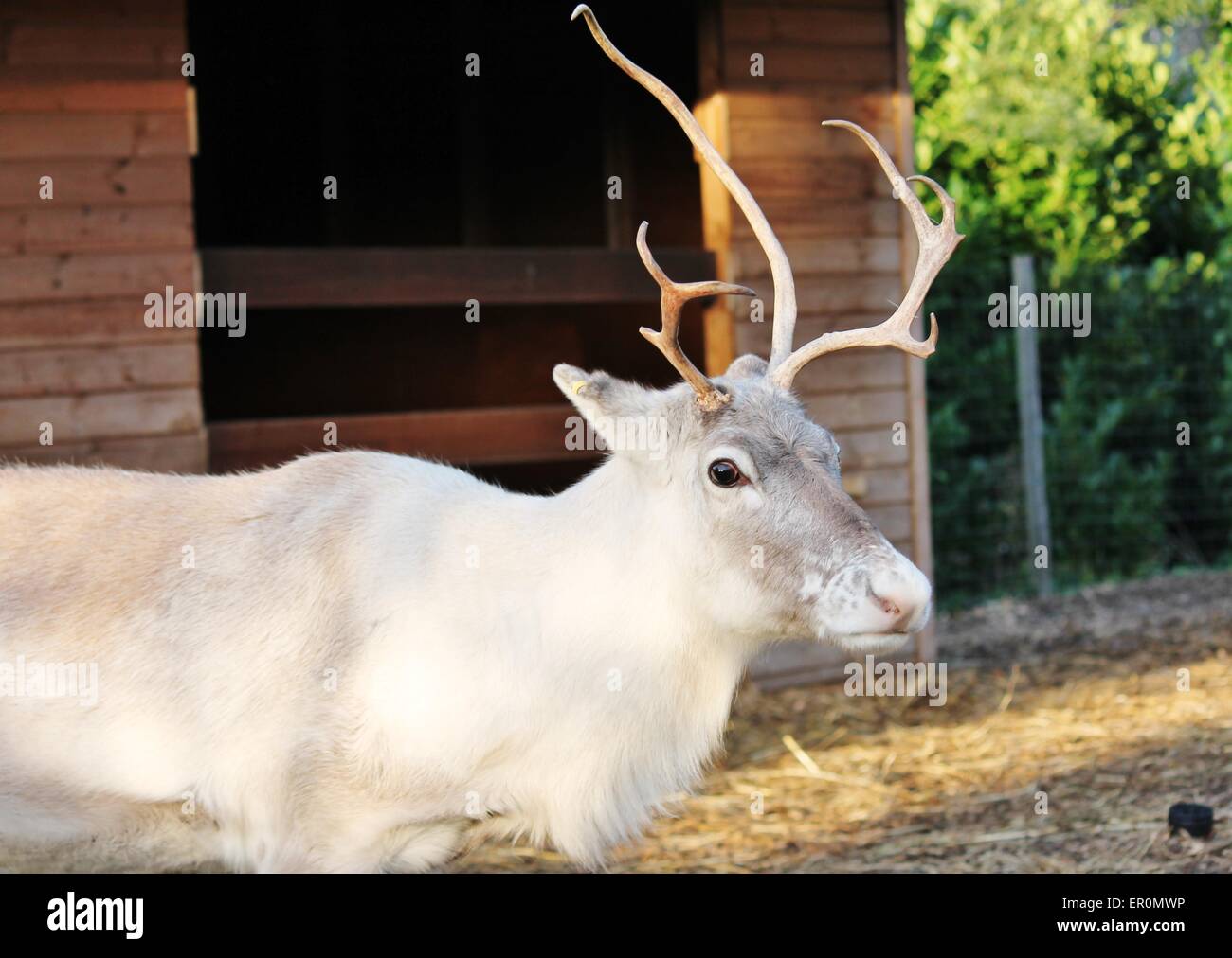 full grown shaggy Reindeer with antlers- reindeer, caribou, deer, male ...
