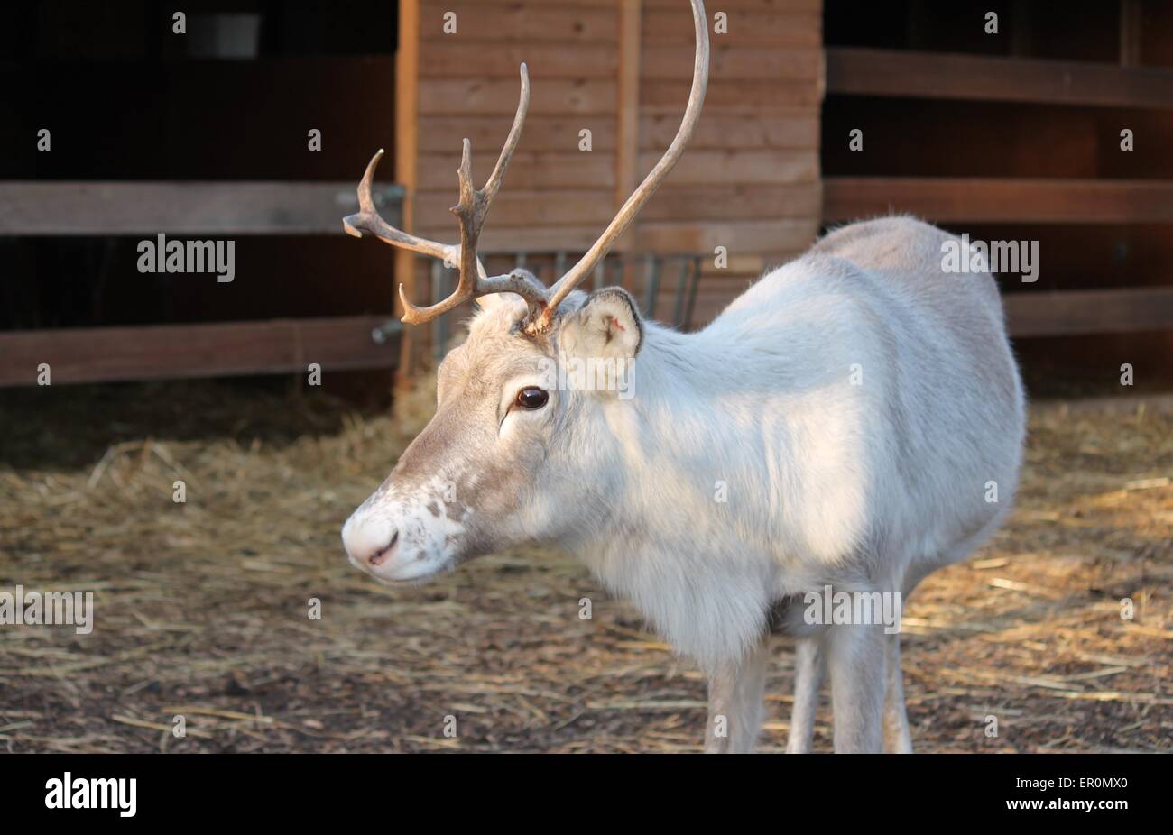 full grown shaggy Reindeer with antlers- reindeer, caribou, deer, male ...