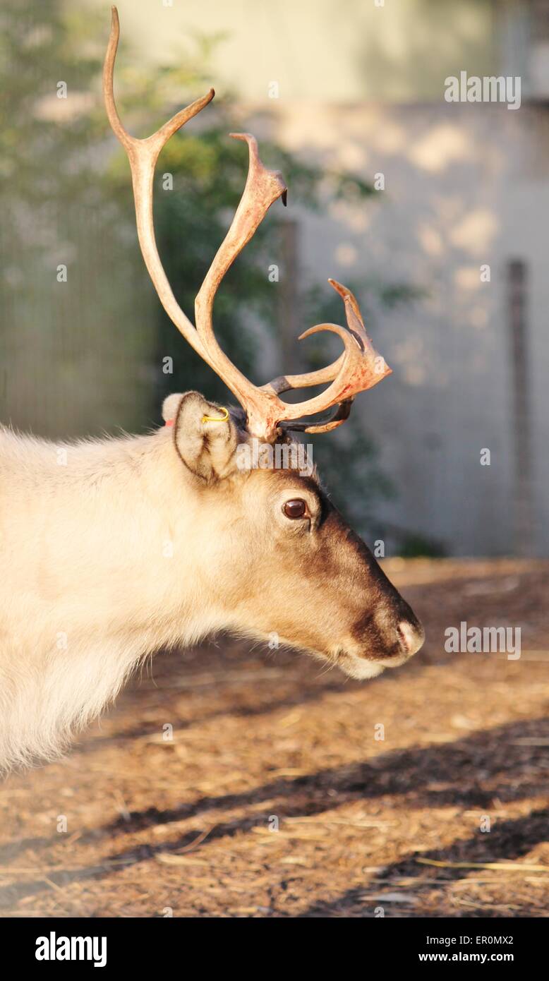 full grown shaggy Reindeer with antlers- reindeer, caribou, deer, male ...