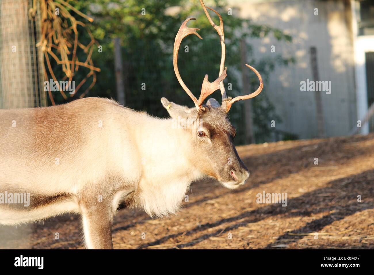 full grown shaggy Reindeer with antlers- reindeer, caribou, deer, male ...