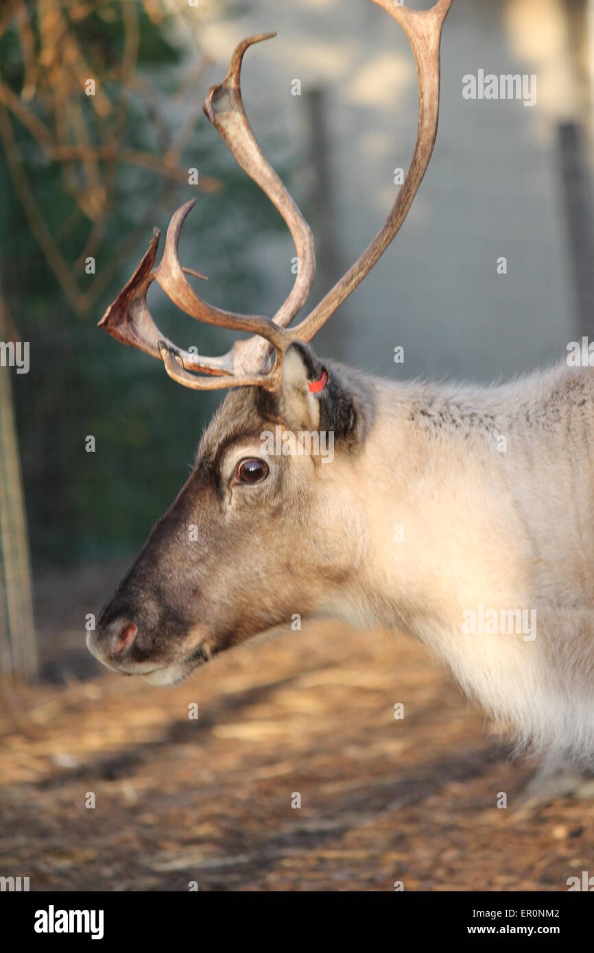 full grown shaggy Reindeer with antlers- reindeer, caribou, deer, male ...