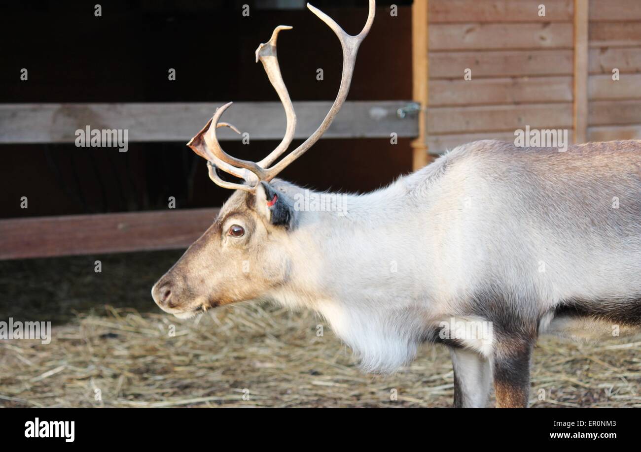 full grown shaggy Reindeer with antlers- reindeer, caribou, deer, male ...