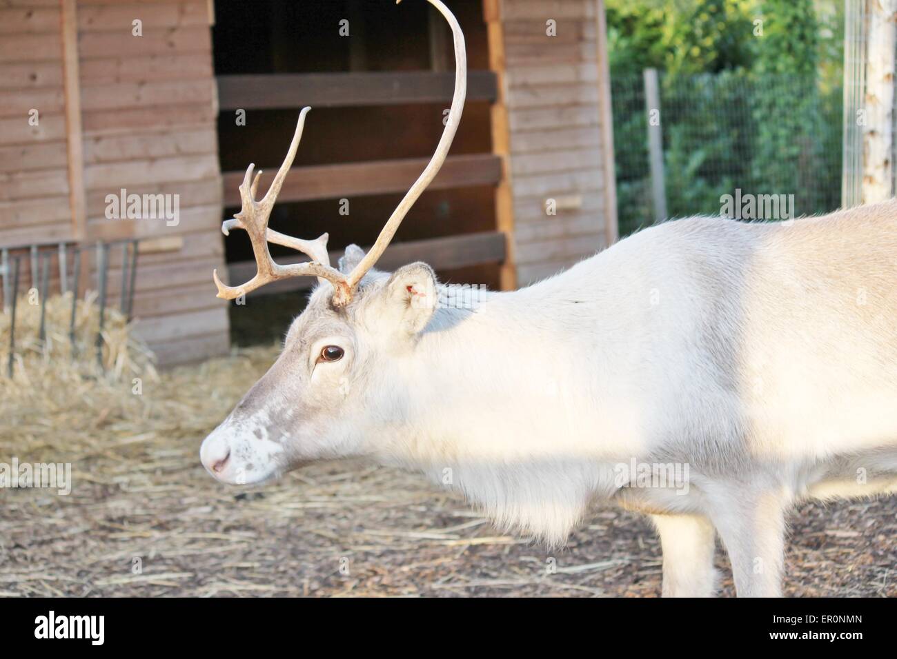 full grown shaggy Reindeer with antlers- reindeer, caribou, deer, male ...