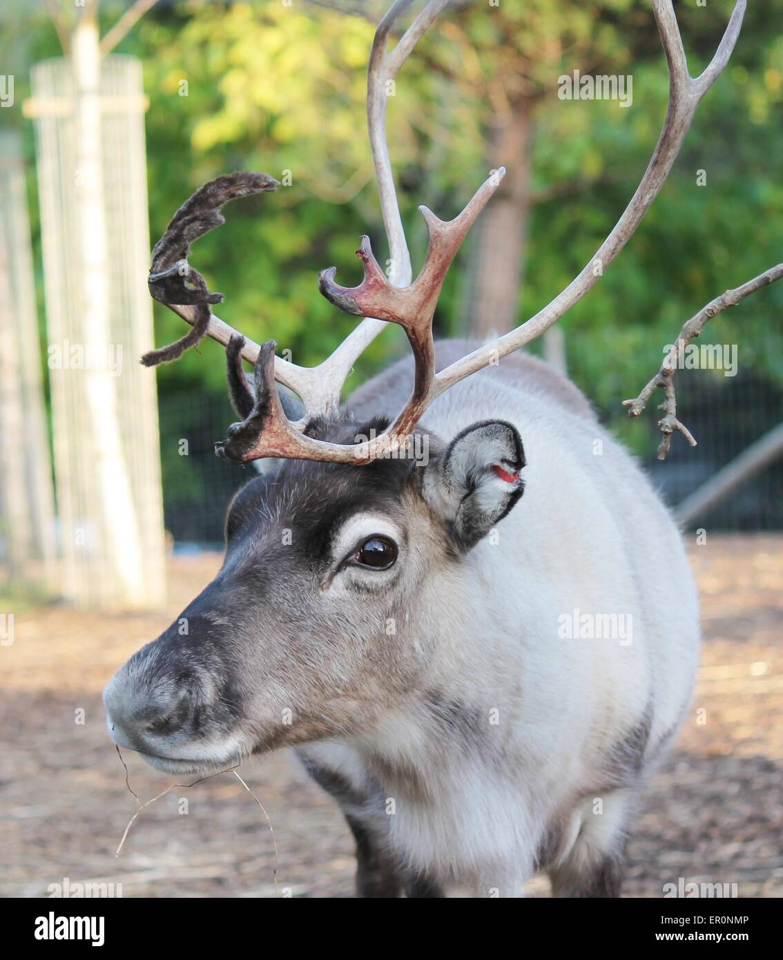 full grown shaggy Reindeer with antlers- reindeer, caribou, deer, male ...