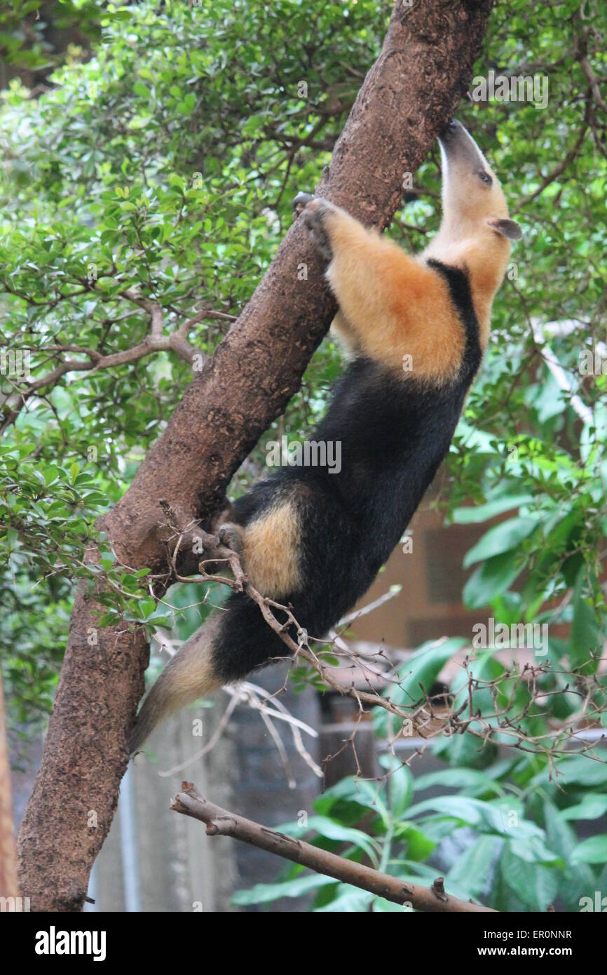 Rare sight, usually solitary- Southern Tamandu or Collared Anteater ...