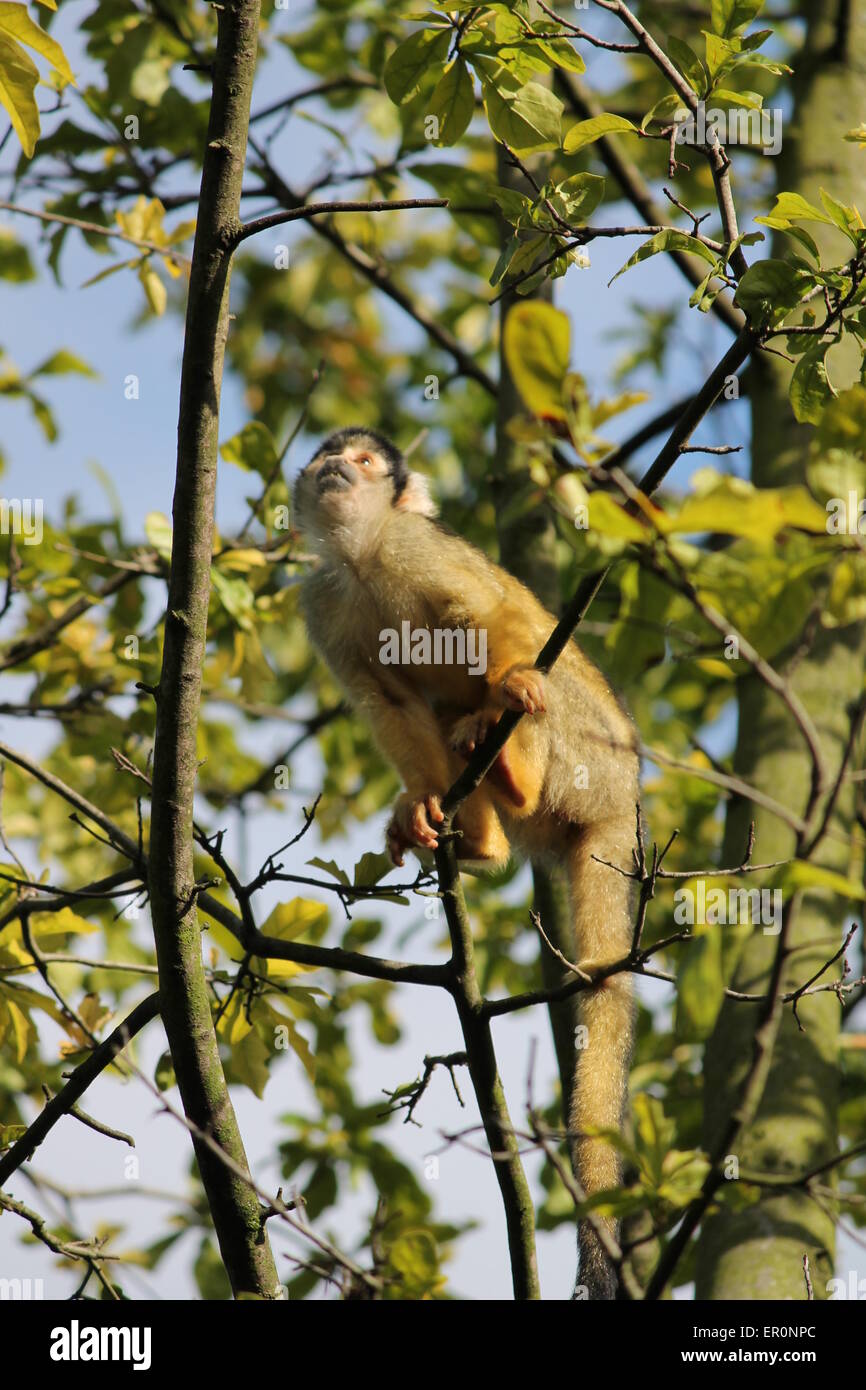 Common Squirrel Monkey (Saimiri sciureus Stock Photo - Alamy