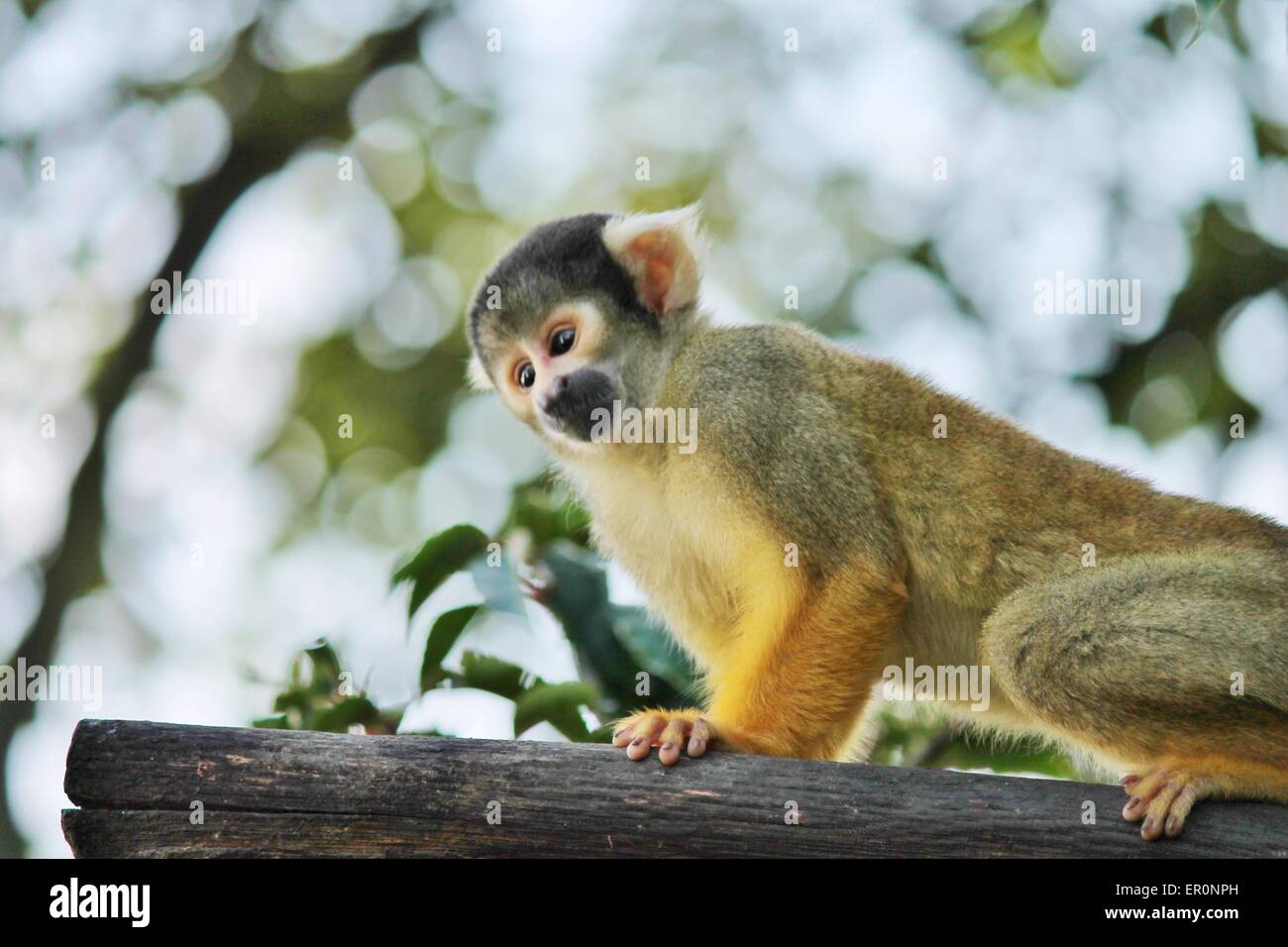 Common Squirrel Monkey (Saimiri sciureus Stock Photo - Alamy