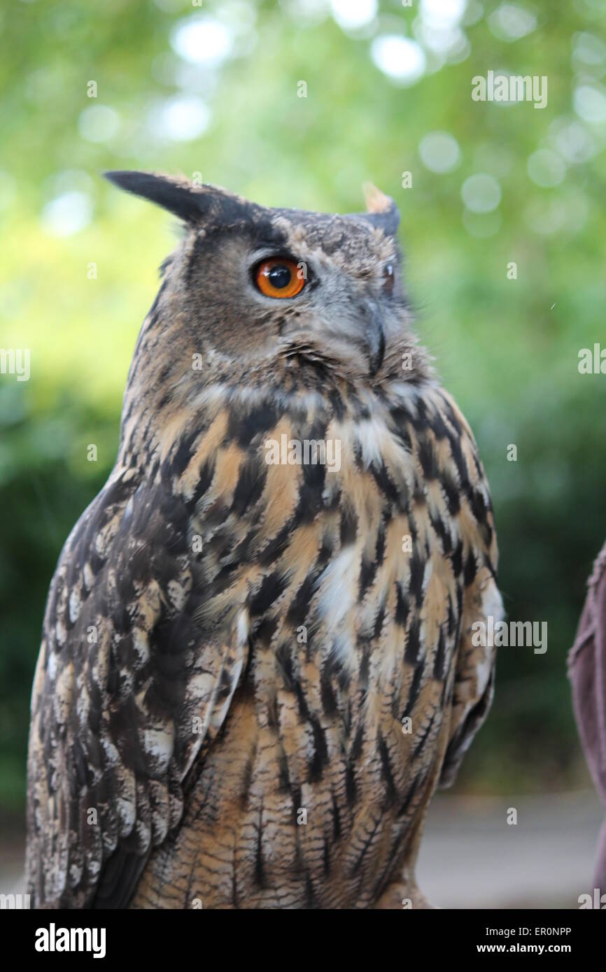 Brown Great horned owl outdoors with trees behind Stock Photo - Alamy
