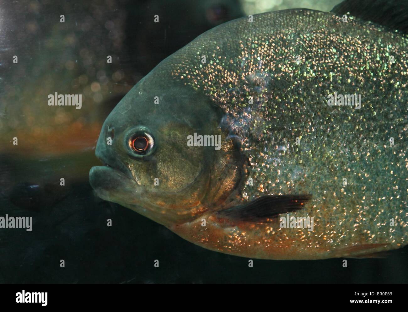 piranha red bellied fish swimming (Pygocentrus Nattereri ) from south ...