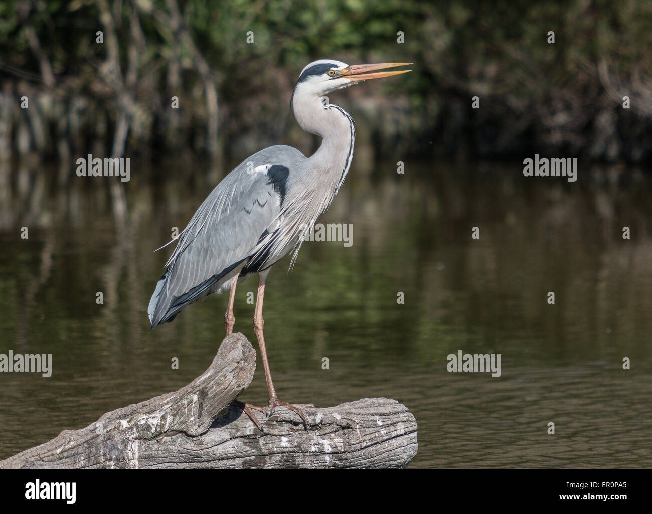 Overlooking animals hi-res stock photography and images - Alamy