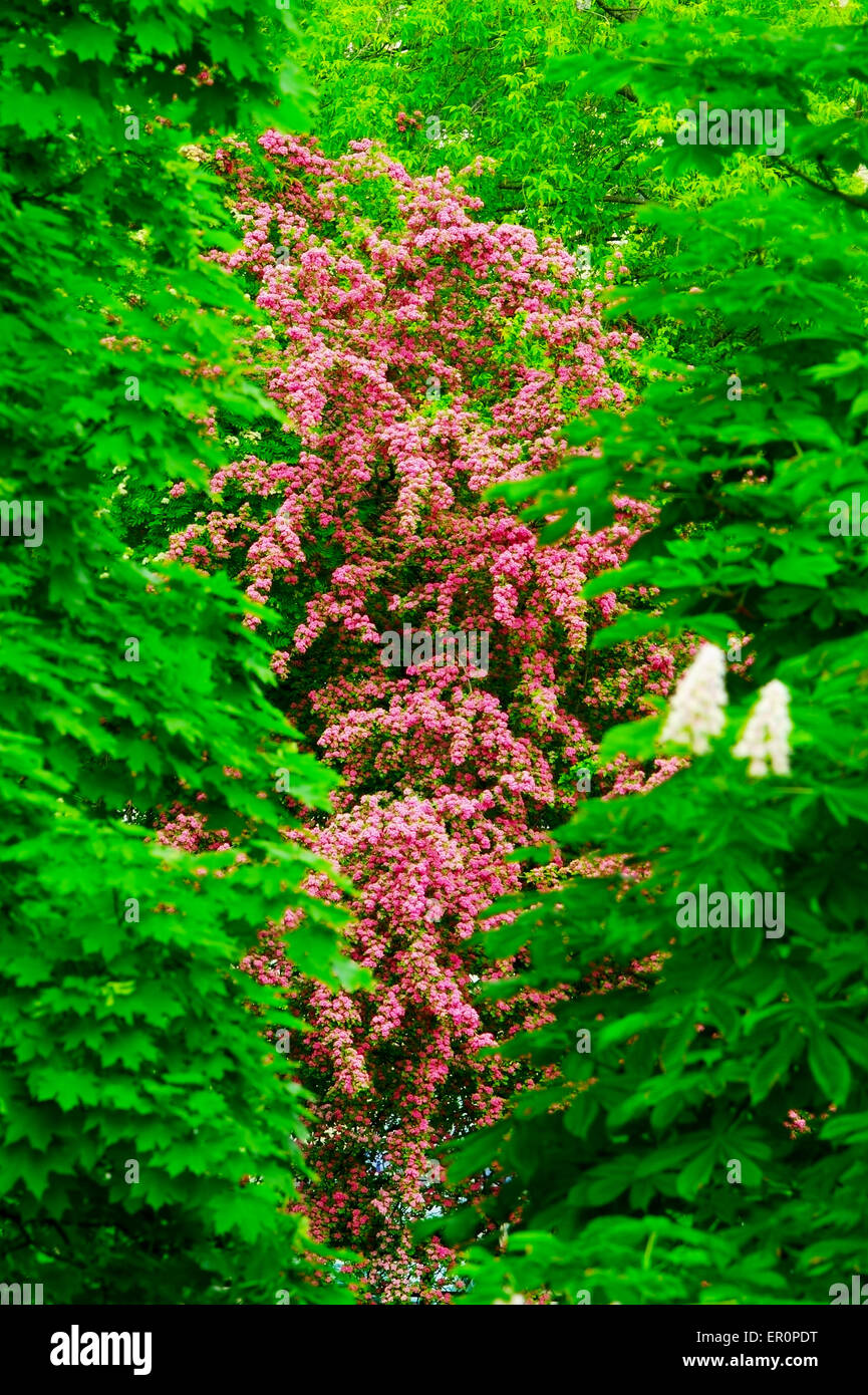 Ornamental cherry tree garden hi-res stock photography and images - Alamy