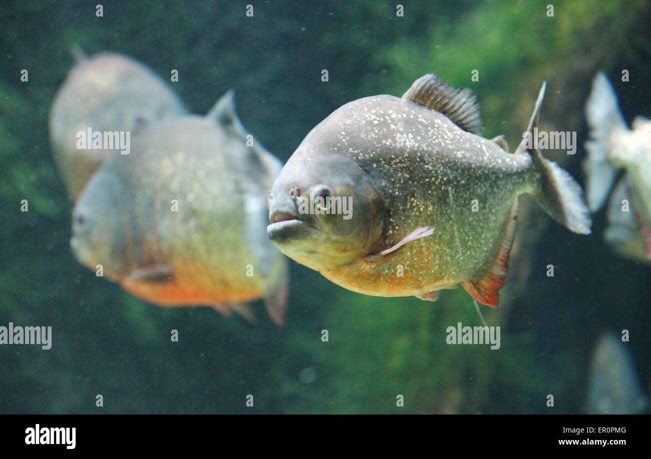 piranha red bellied fish swimming (Pygocentrus Nattereri ) from south ...