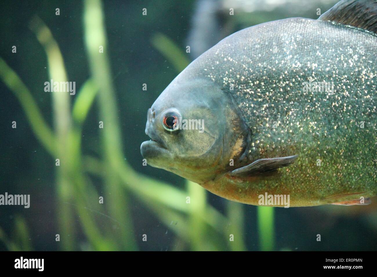 piranha red bellied fish swimming (Pygocentrus Nattereri ) from south ...