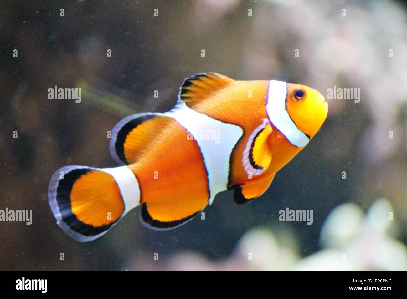 clown fish swims underwater Stock Photo - Alamy