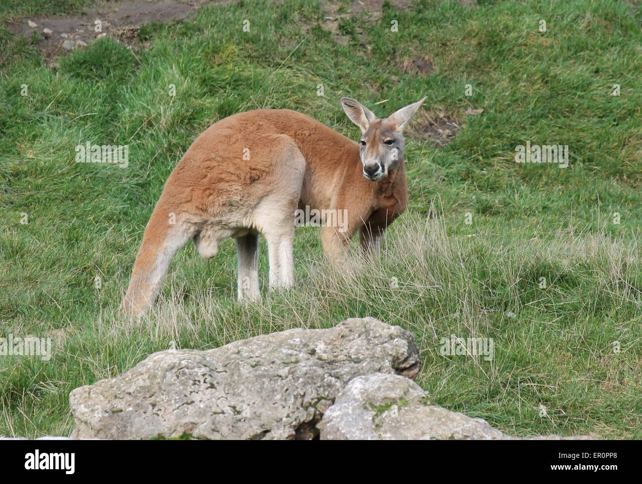 A handsome joey Kangaroo from Australia resting on grass Stock Photo ...