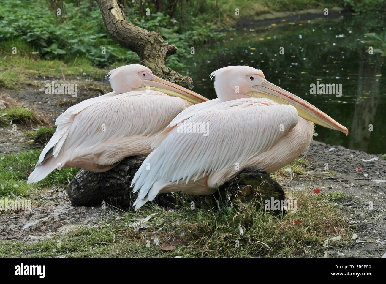 Attractive pair of large pink pelicans Stock Photo - Alamy