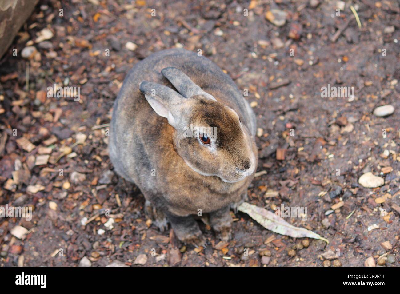 brown rabbit on ground outside explore background copy space Stock ...