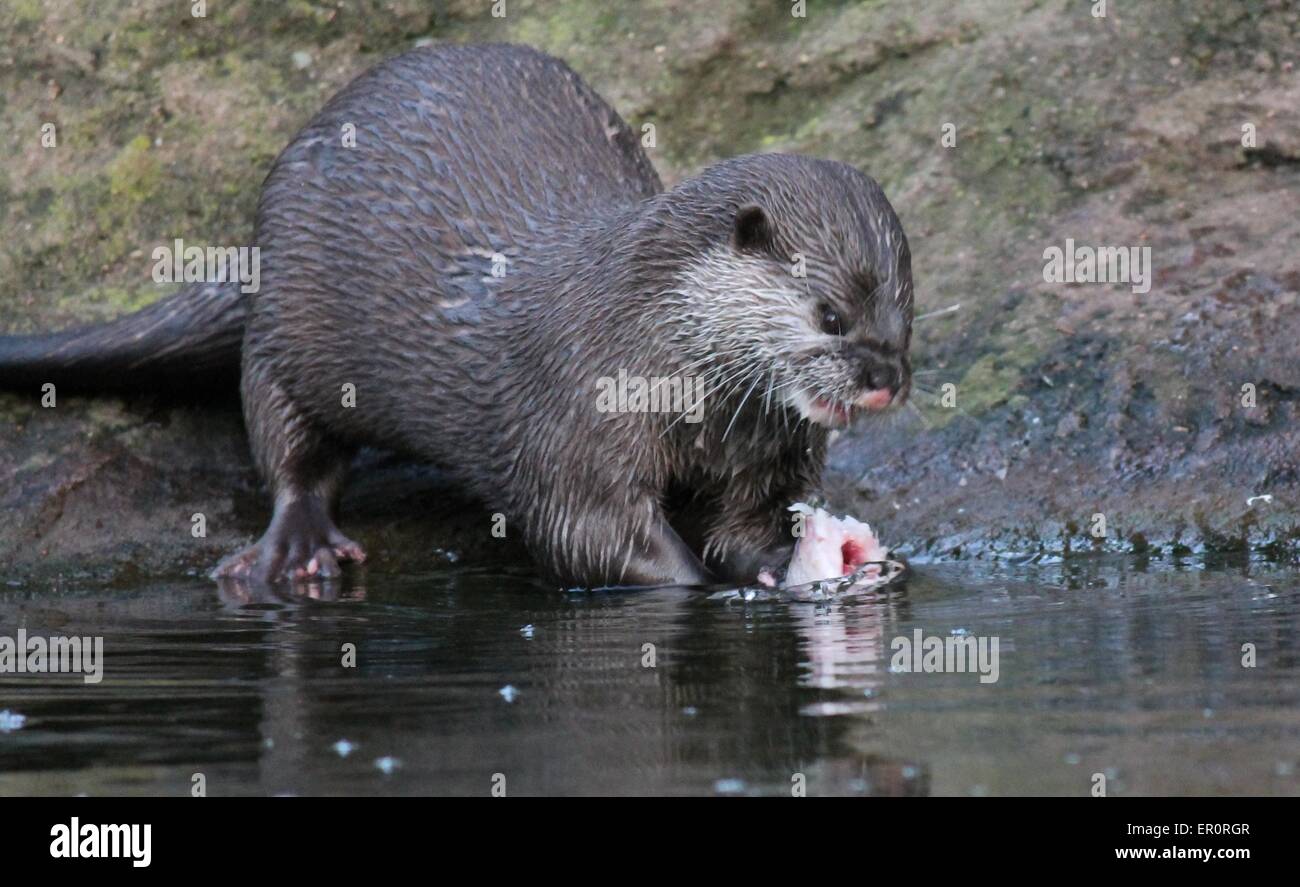 Wet otter eating a fish on edge of river Stock Photo - Alamy