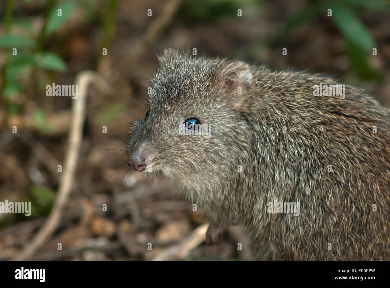 Australian nature hi-res stock photography and images - Alamy