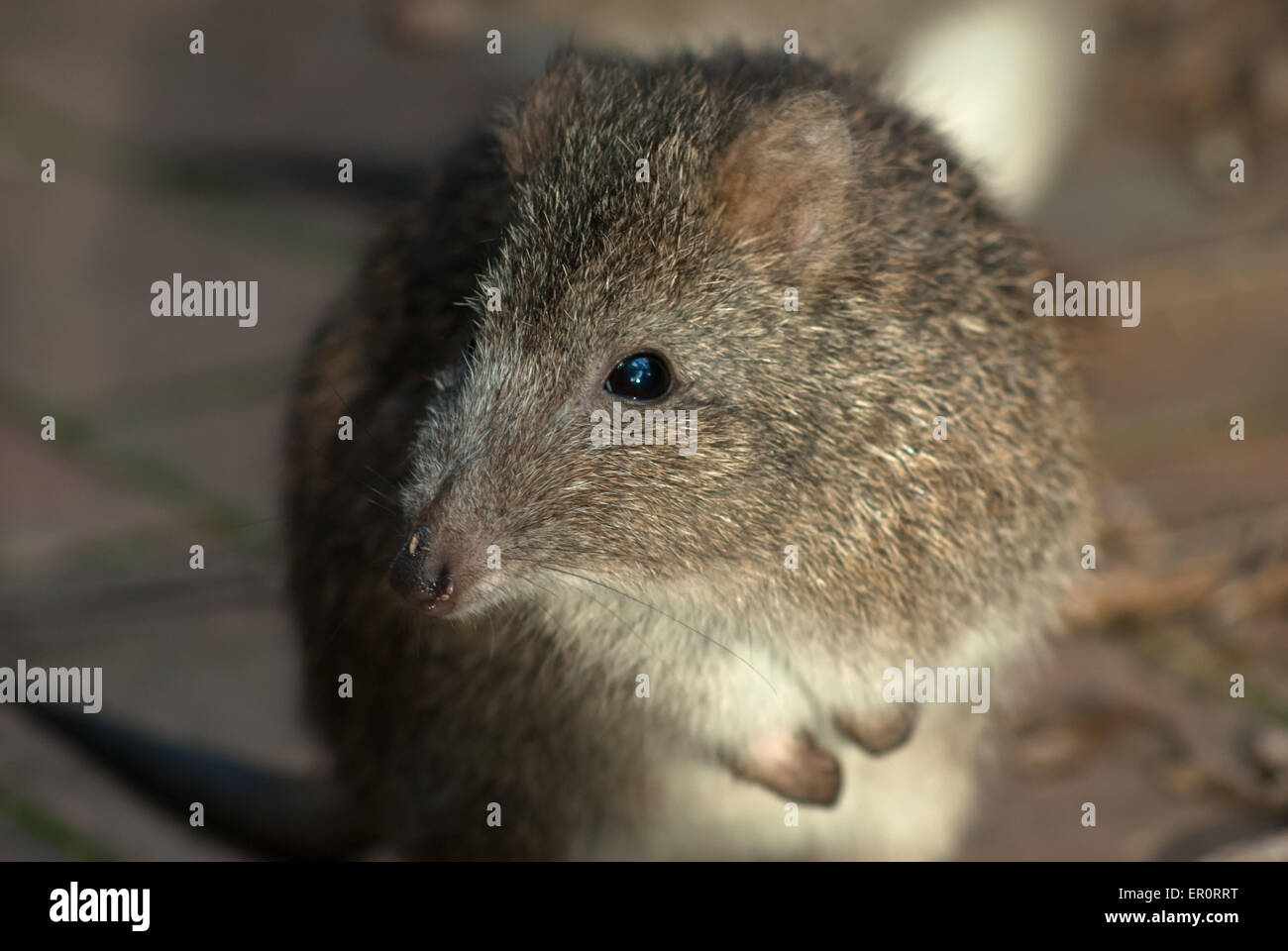 Australian nature hi-res stock photography and images - Alamy