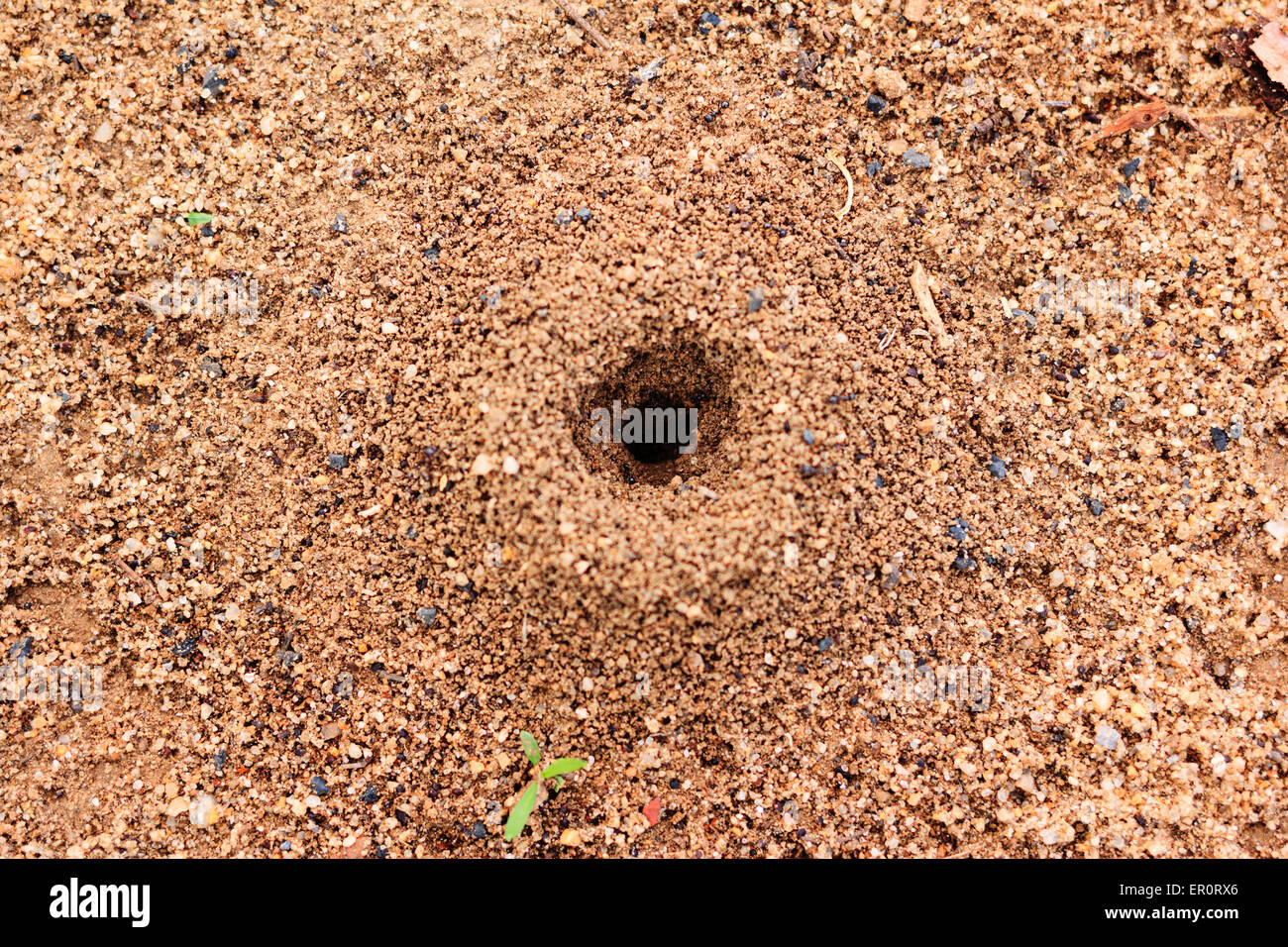Anthill closeup. Photographed on a sunny day in the street. Colonial ...