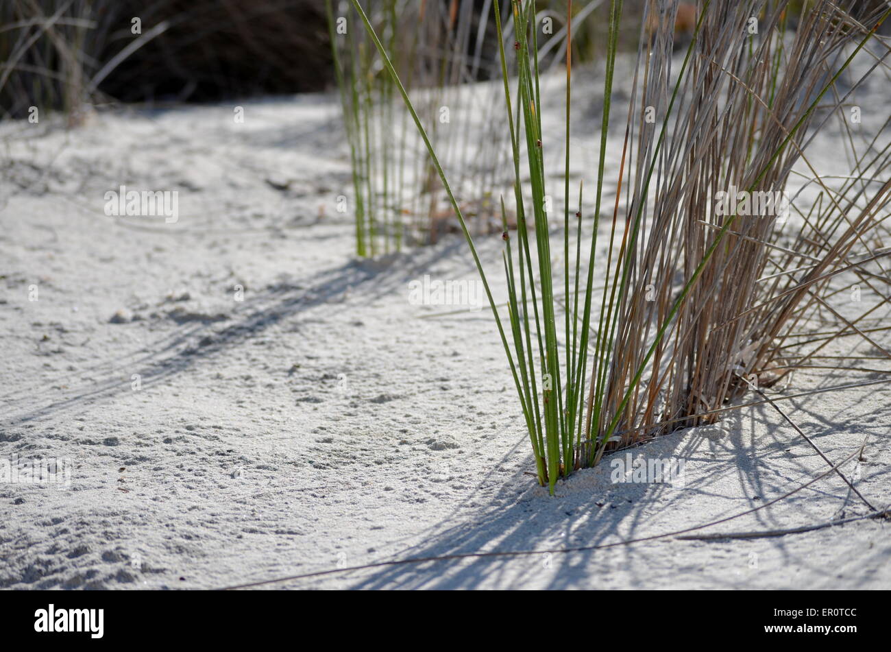 Grass strand hi-res stock photography and images - Alamy