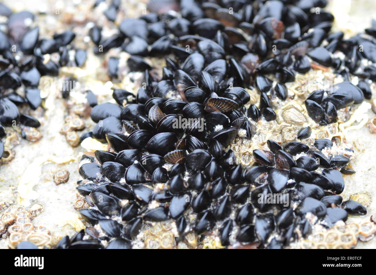 Baby mussel clump bank on light stone out of water Stock Photo - Alamy
