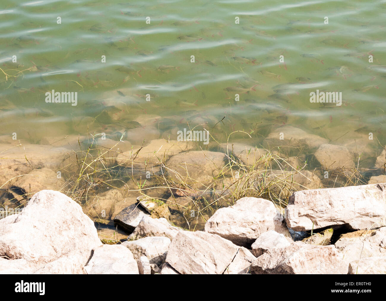Small fish in the clear lake of national park Stock Photo - Alamy