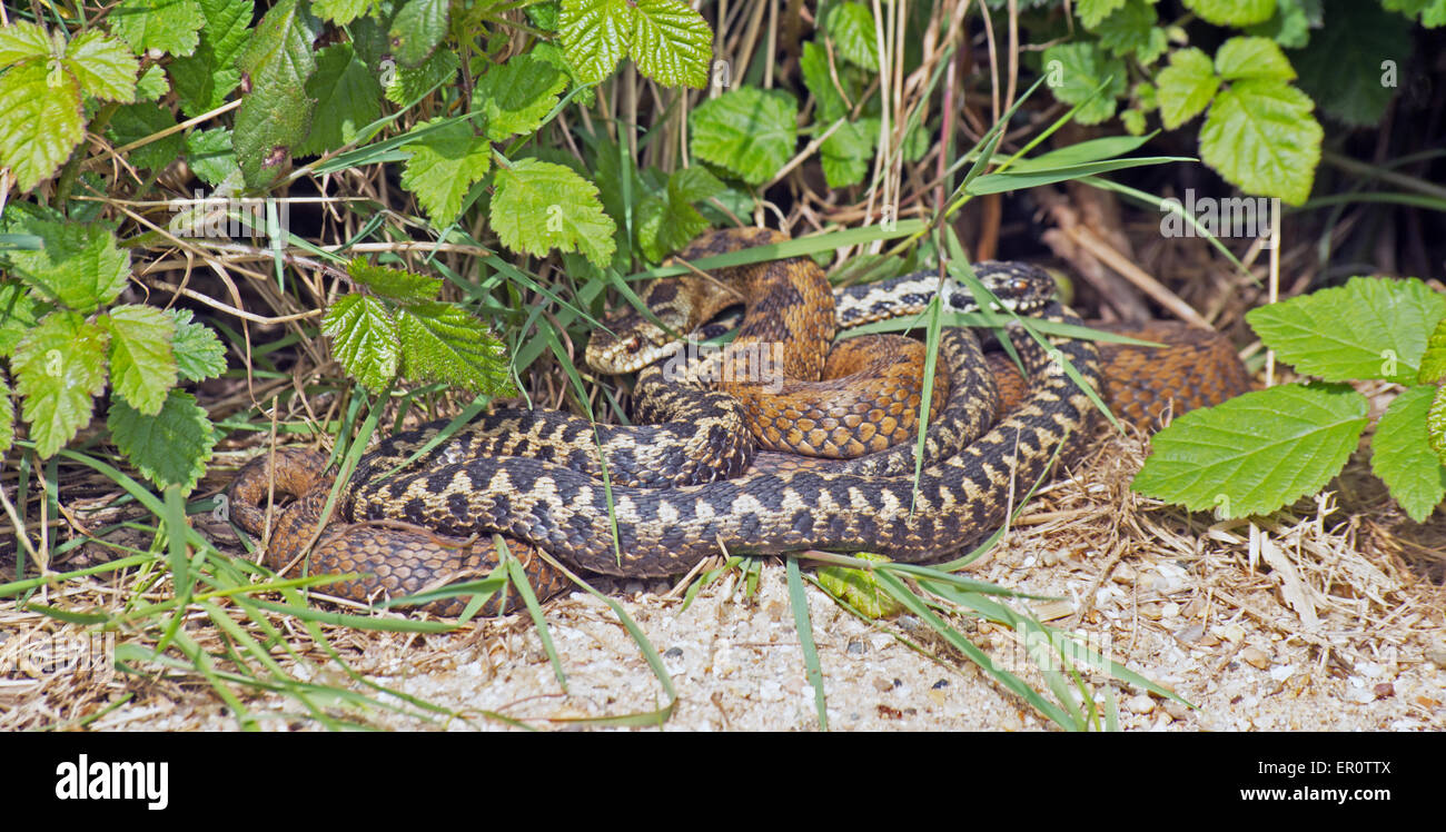 Adder Snake Vipera Berus Stock Photo - Alamy