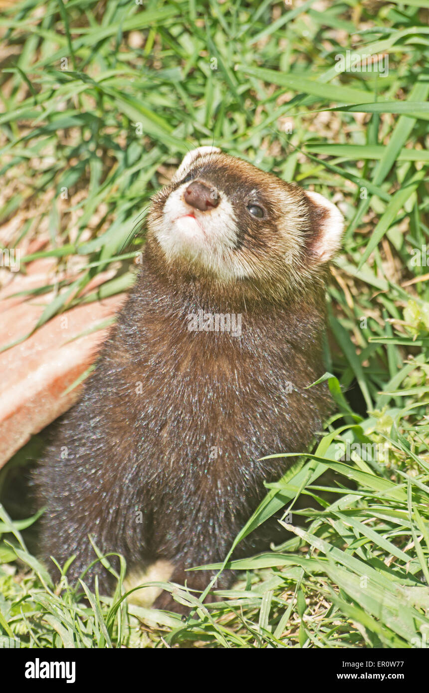 POLECAT, Mustela Putorius Stock Photo - Alamy