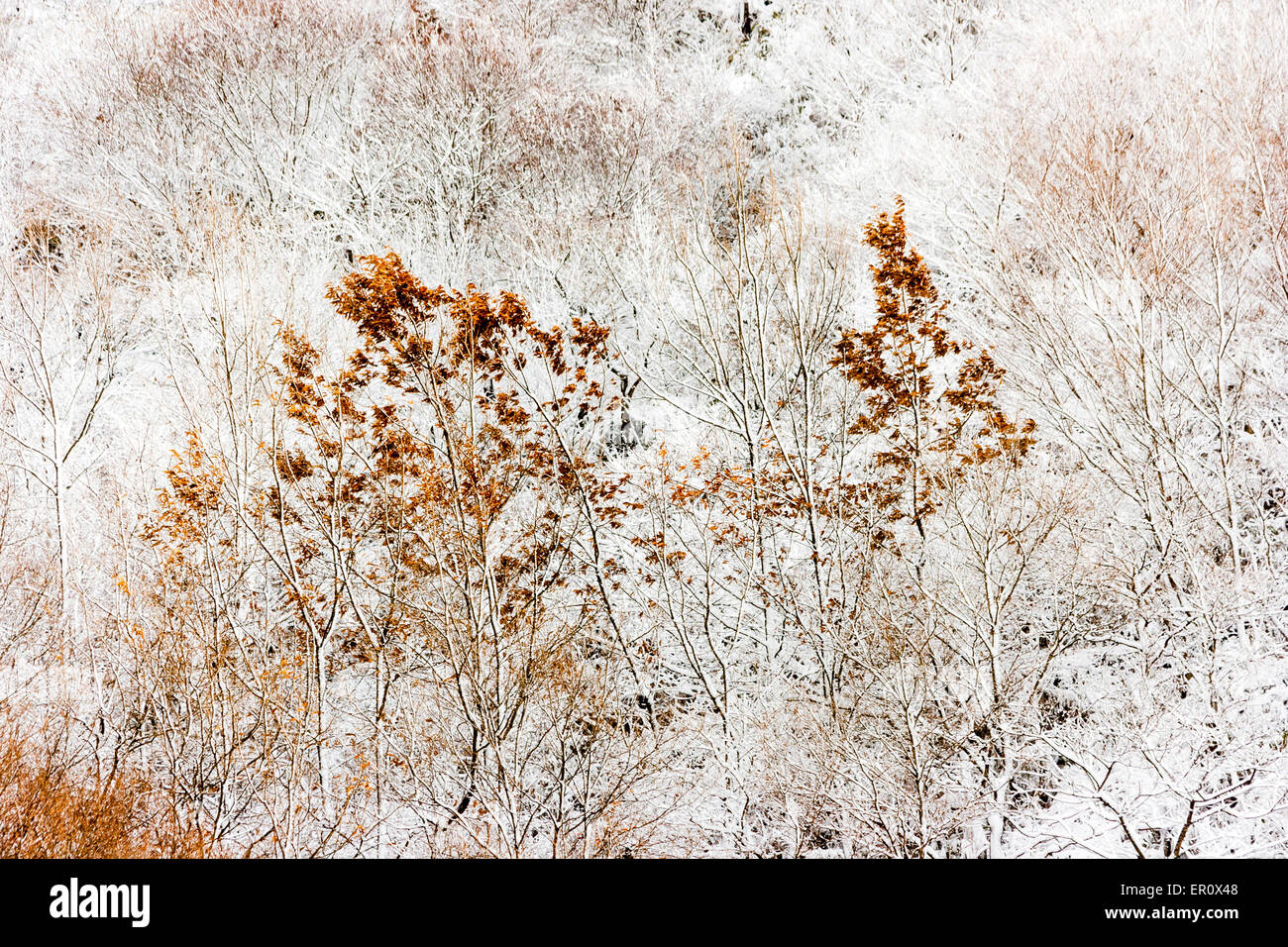 Compressed perspective shot of two trees with brown leaves against ...