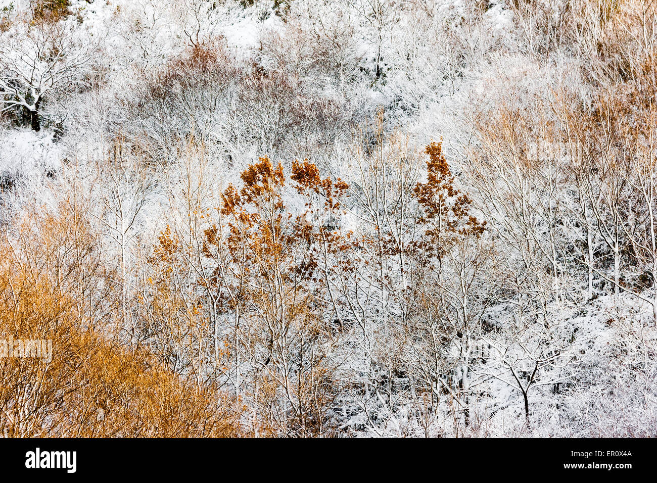 Compressed perspective shot of two trees with brown leaves against ...