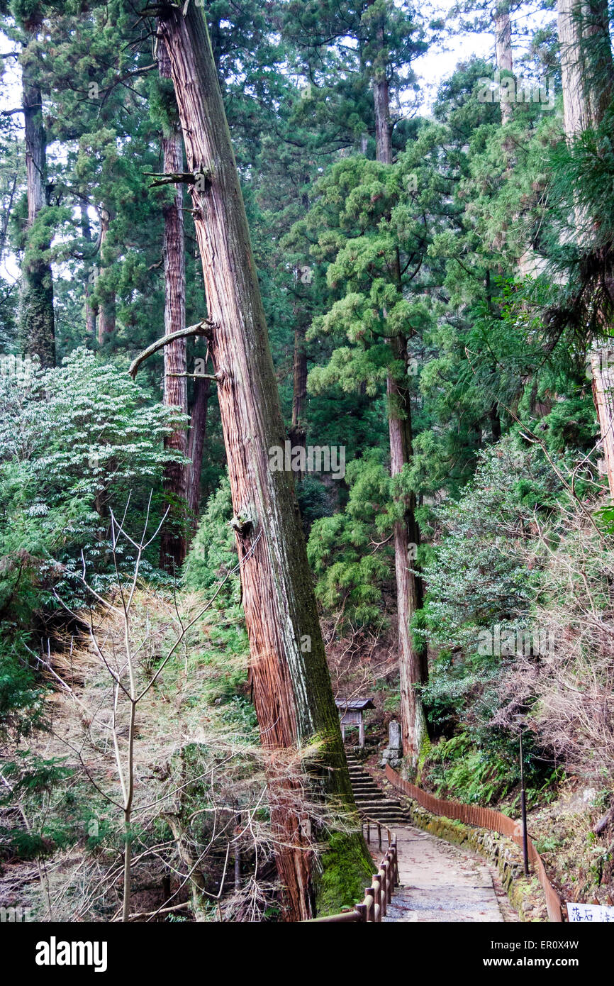 Narrow pathway with wooden rail leading through tall Cedar trees in ...