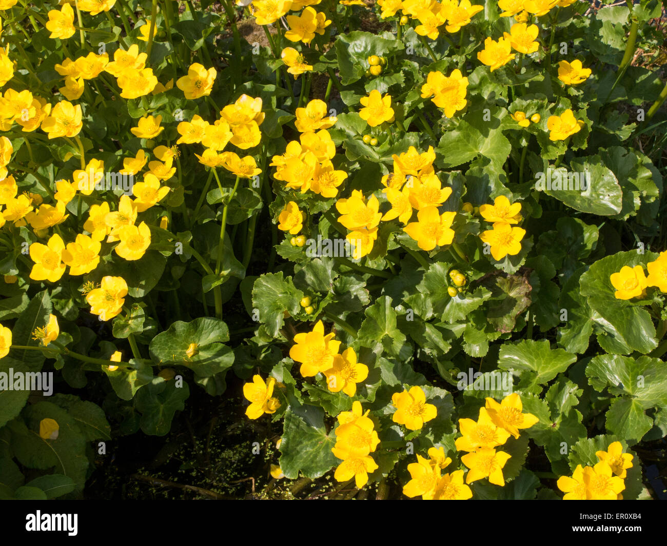Marsh Marigold flowers Stock Photo - Alamy