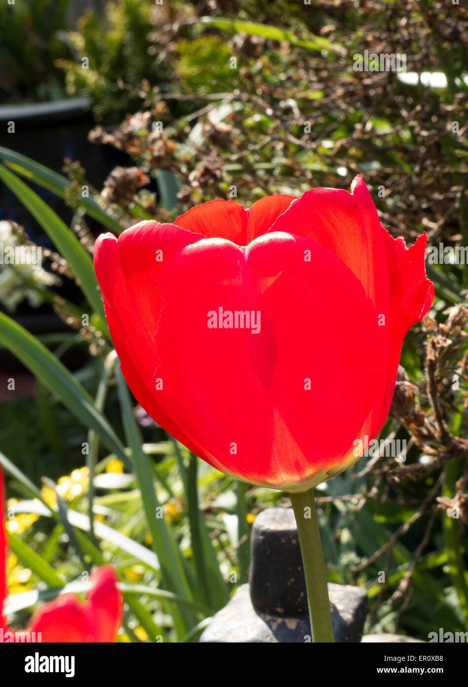 Red Tulip flower Stock Photo - Alamy