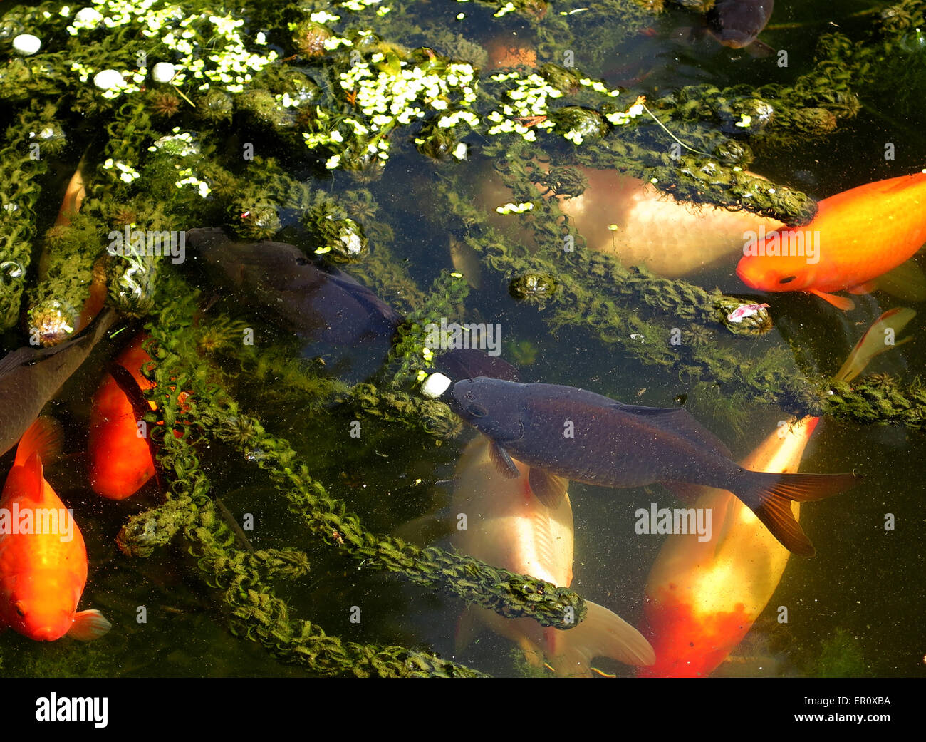 Goldfish in a garden pond Stock Photo - Alamy