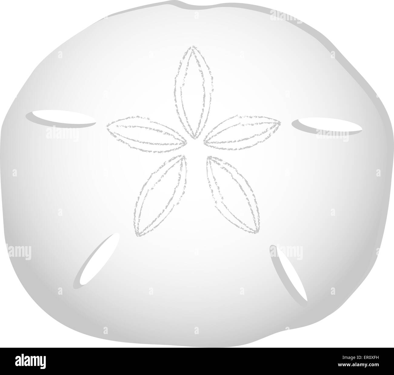 Sand Dollar Isolated on White Stock Vector Image & Art - Alamy