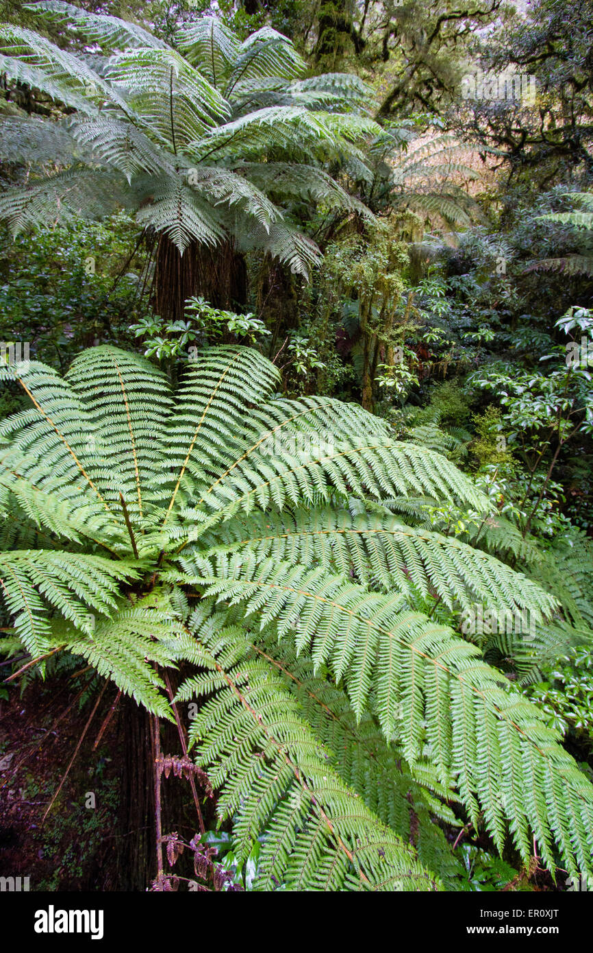 Woodland ferns hi-res stock photography and images - Alamy