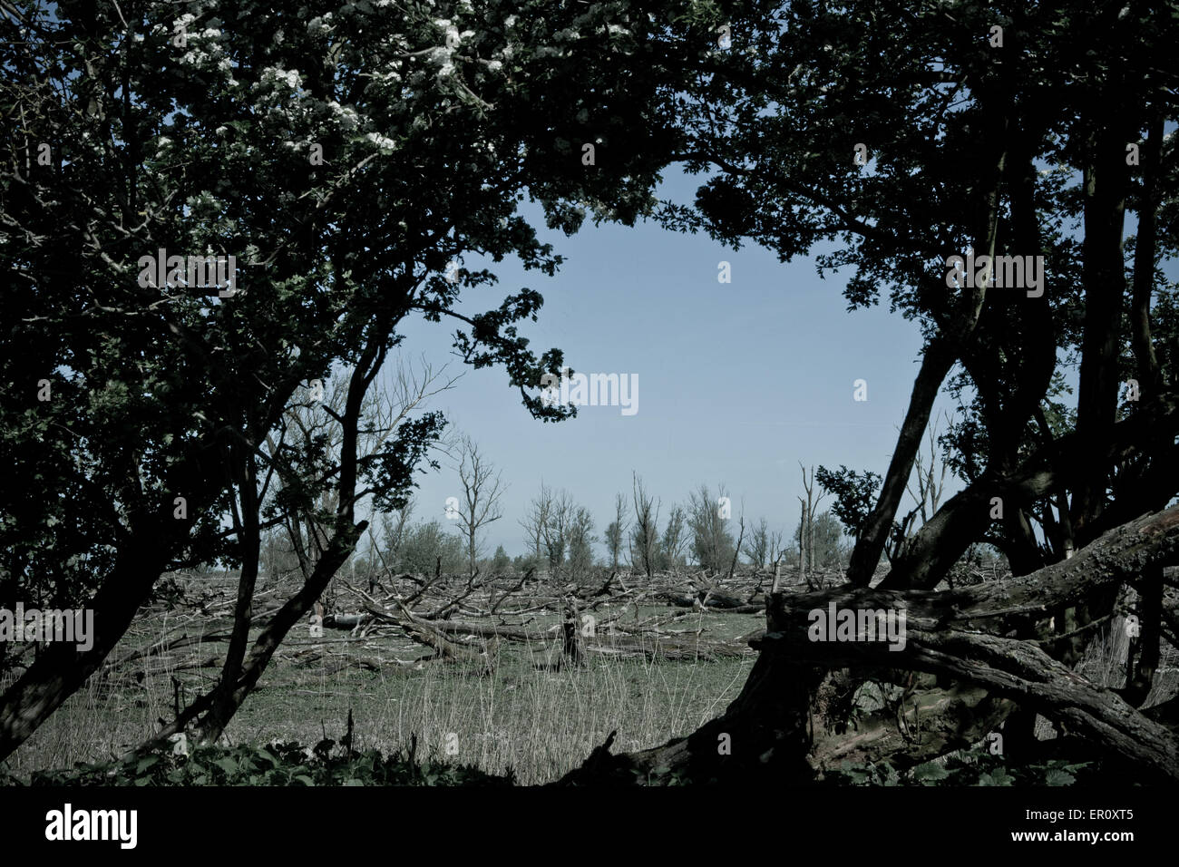 Dutch national forest Oostvaardersplassen Stock Photo - Alamy