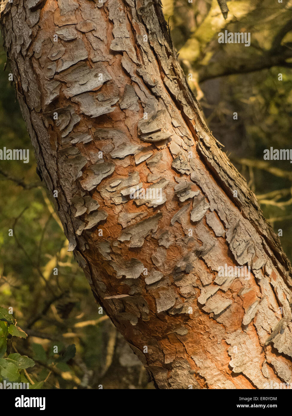 Peeling bark of a pine, Spain Stock Photo - Alamy