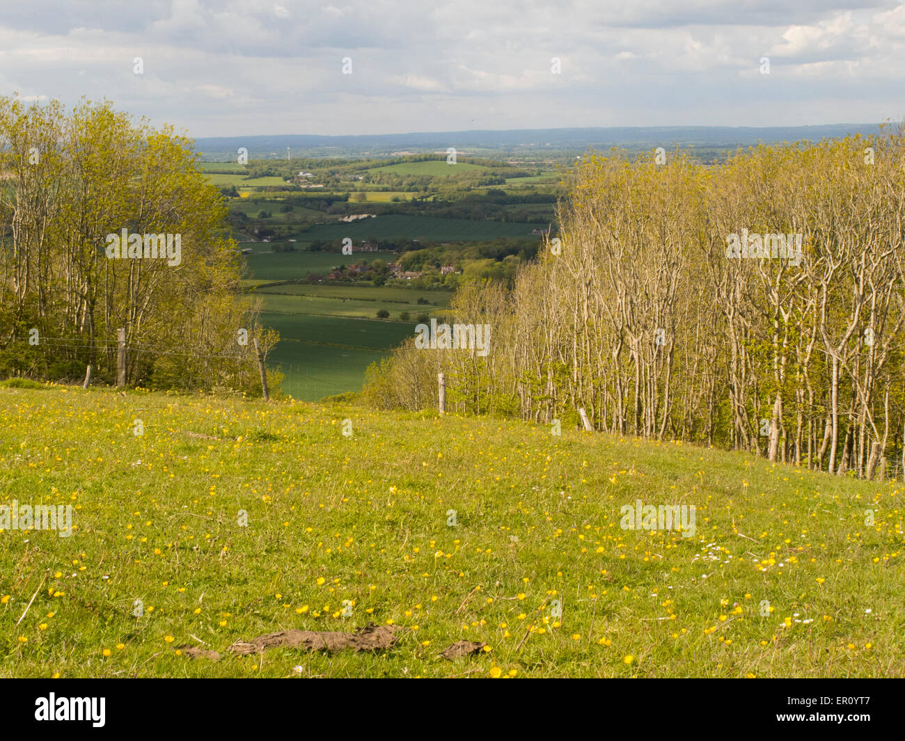 Ash die back hi-res stock photography and images - Alamy