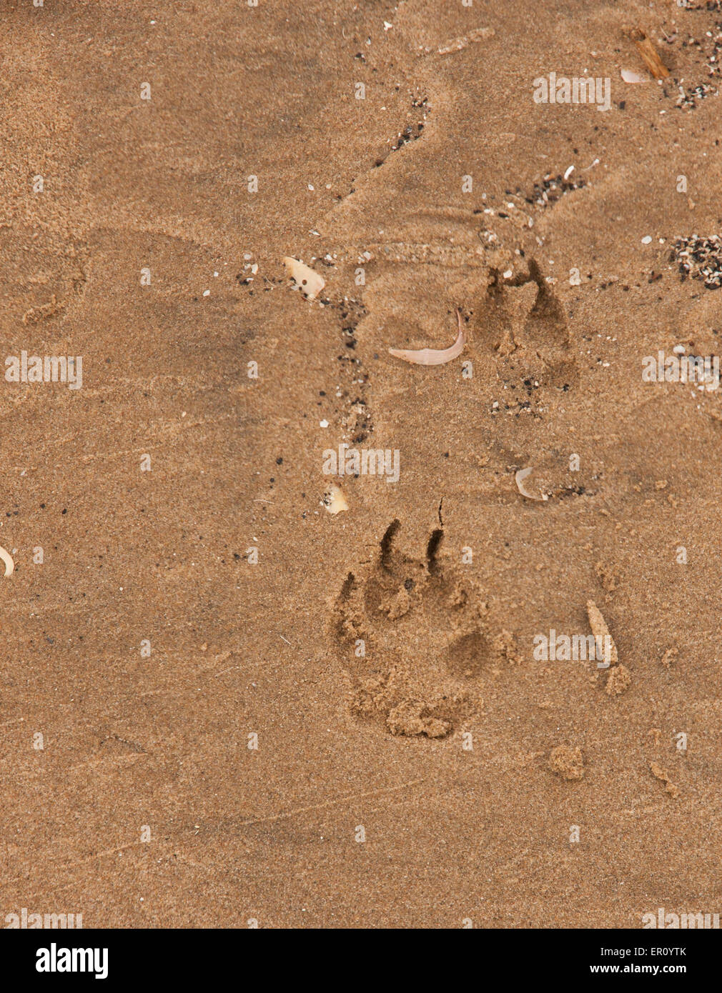 Foot print hi-res stock photography and images - Alamy