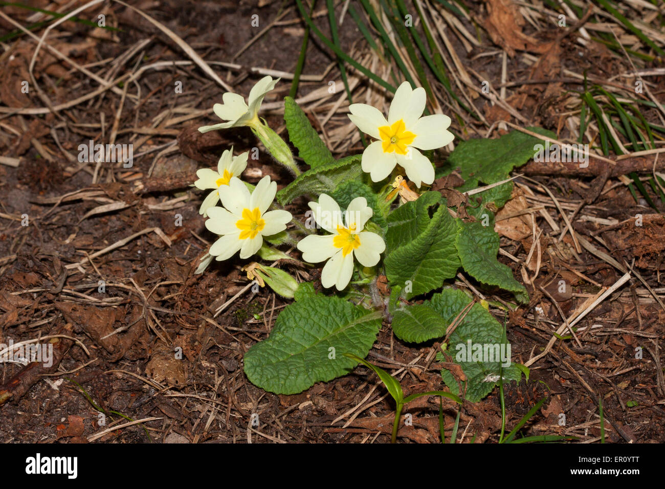 Primroses growing in woodland Stock Photo - Alamy