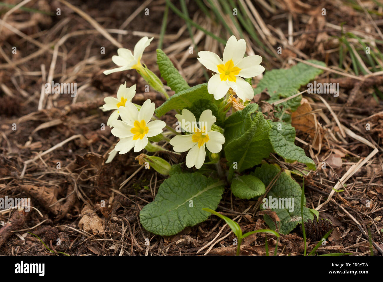Primroses growing in woodland Stock Photo - Alamy